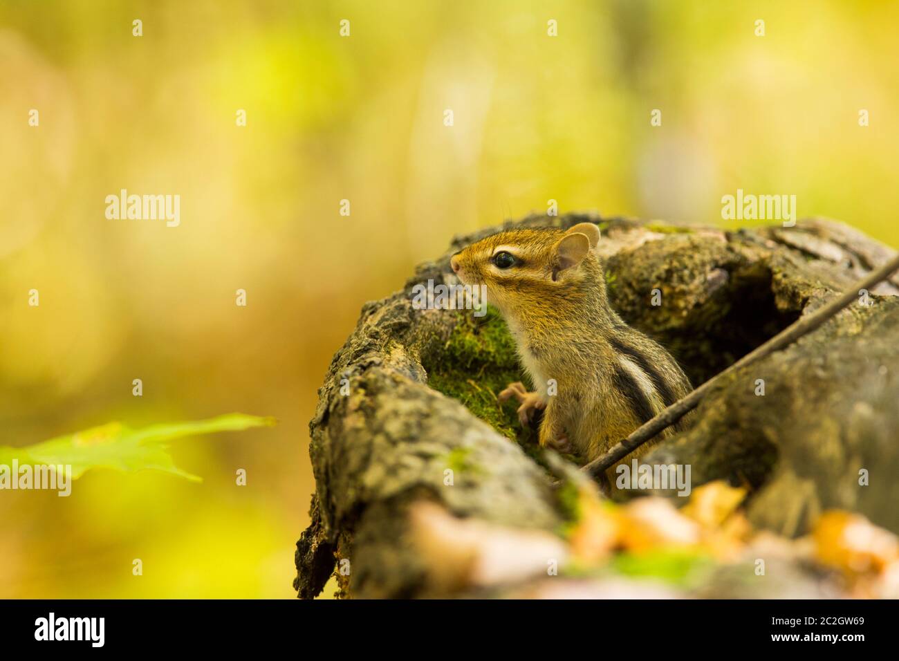 eastern chipmunk (Tamias striatus Stock Photo - Alamy
