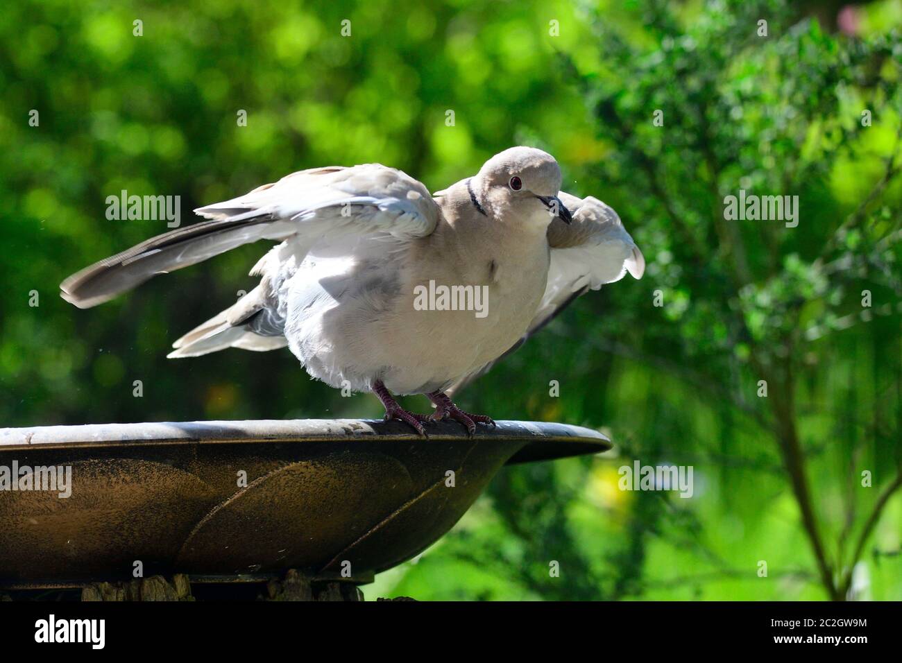 Eurasian collared dove in spring on a bird bath Stock Photo - Alamy