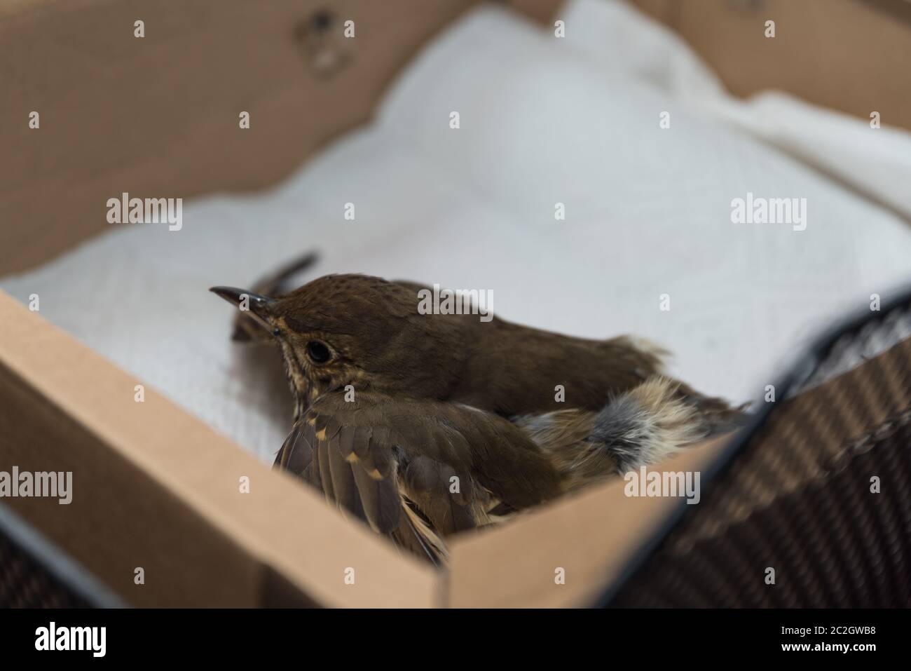 Injured Bird High Resolution Stock Photography and Images - Alamy
