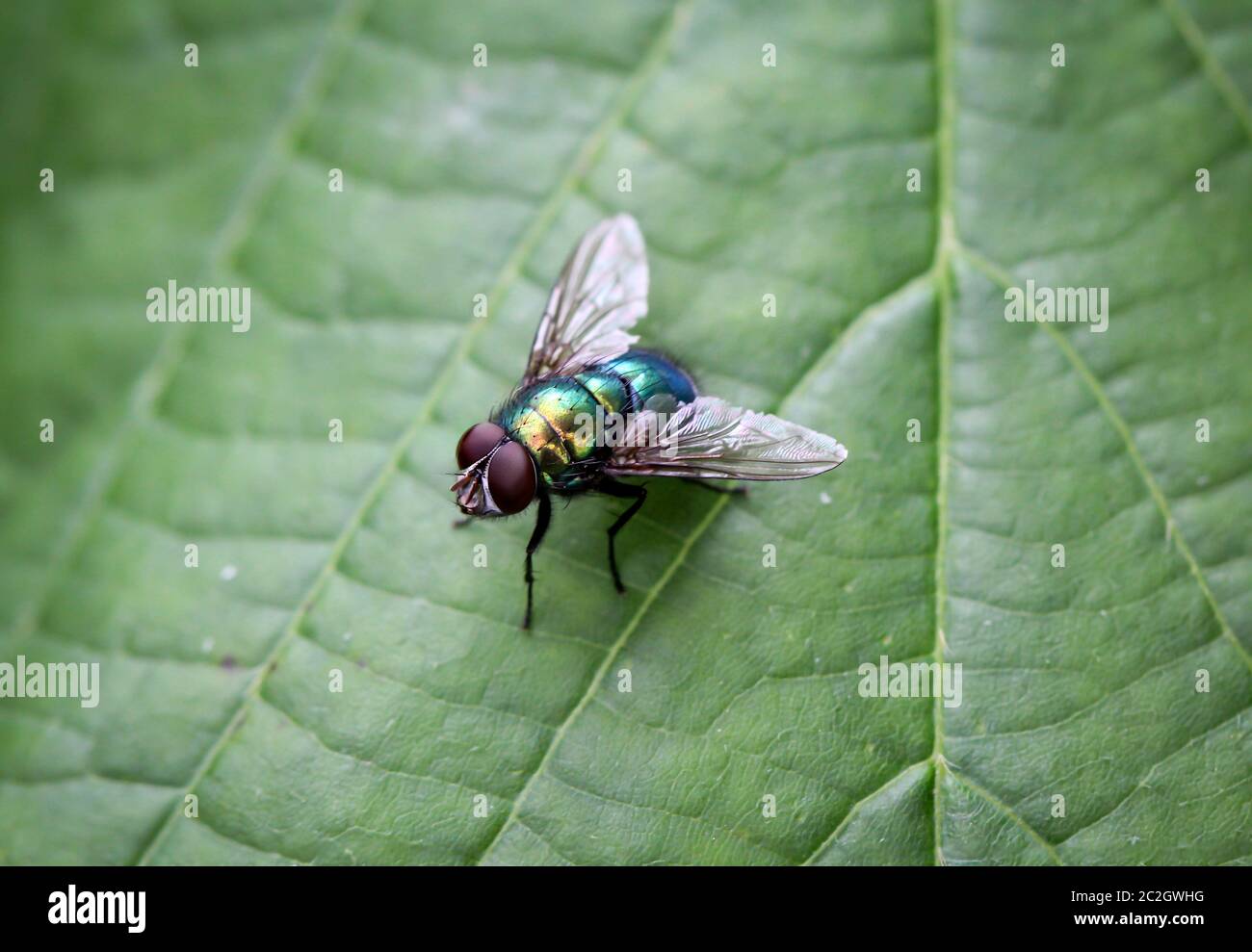 A fly, insect on a plant Stock Photo - Alamy