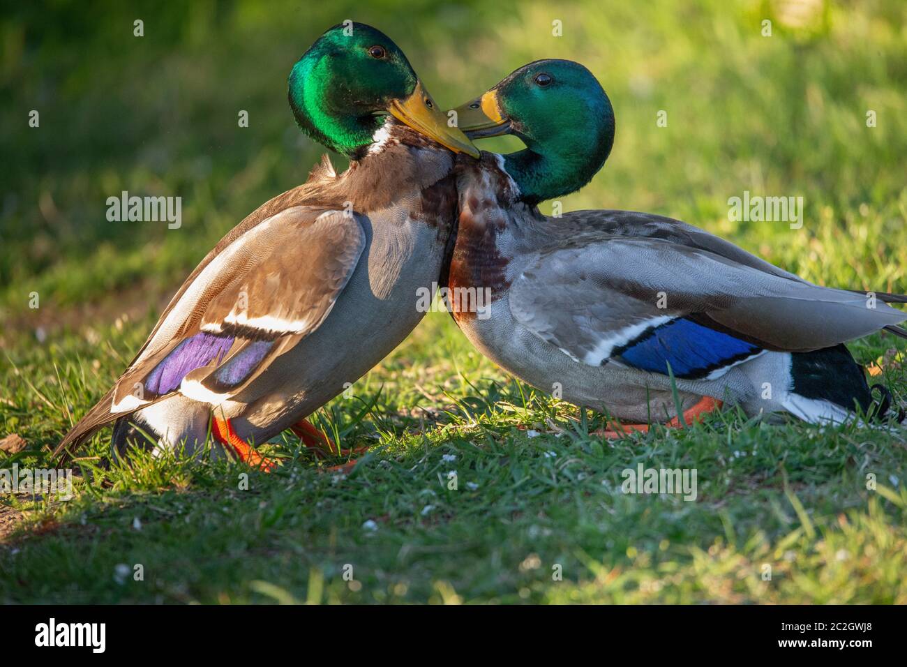 Twosome hi-res stock photography and images - Alamy