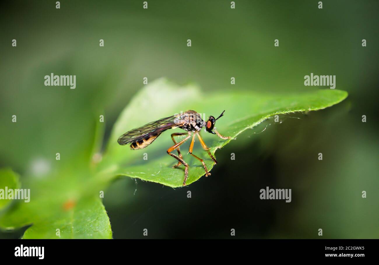 A fly, insect on a plant Stock Photo - Alamy