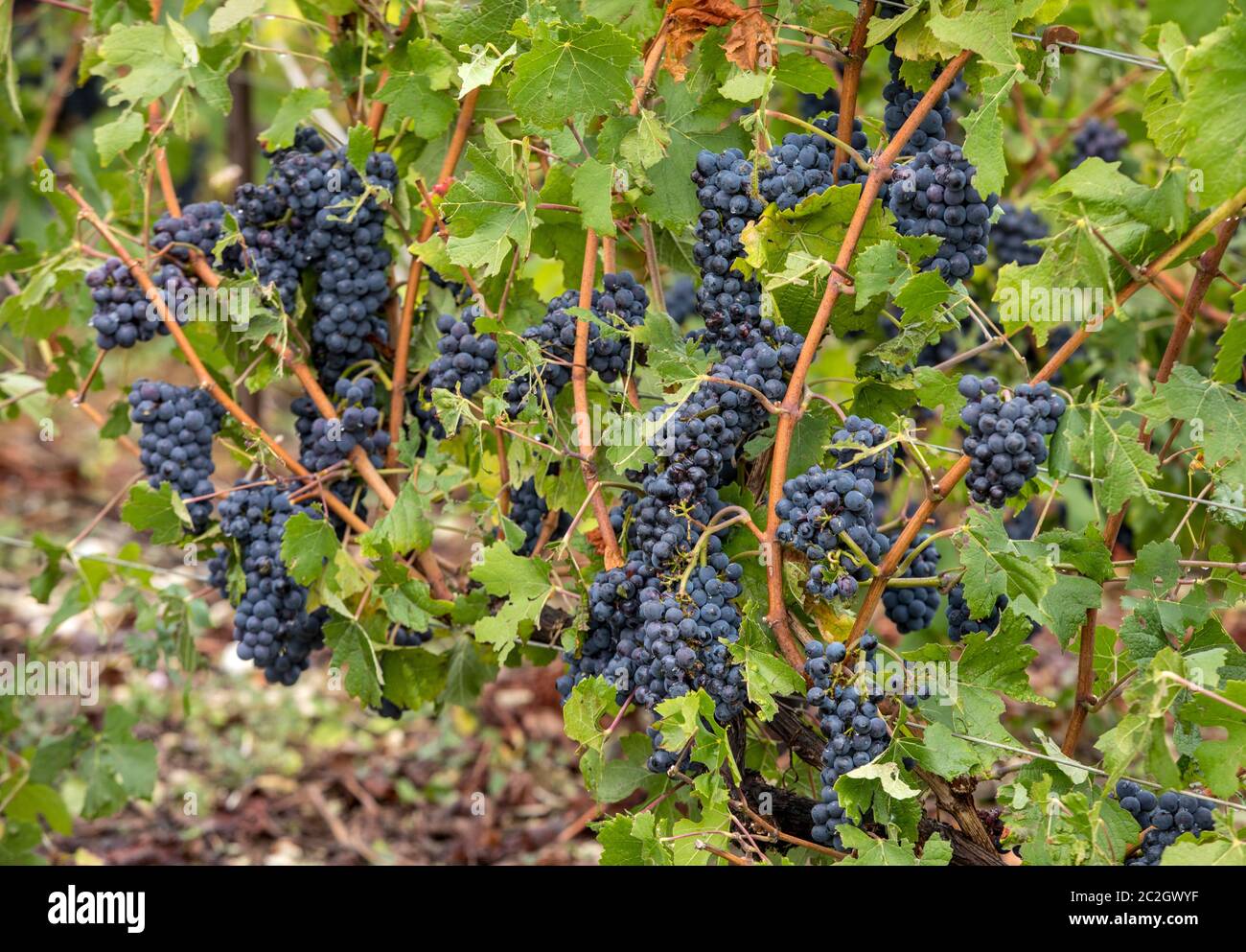 Champagne vineyards in the Cote des Bar area of the Aube department ...