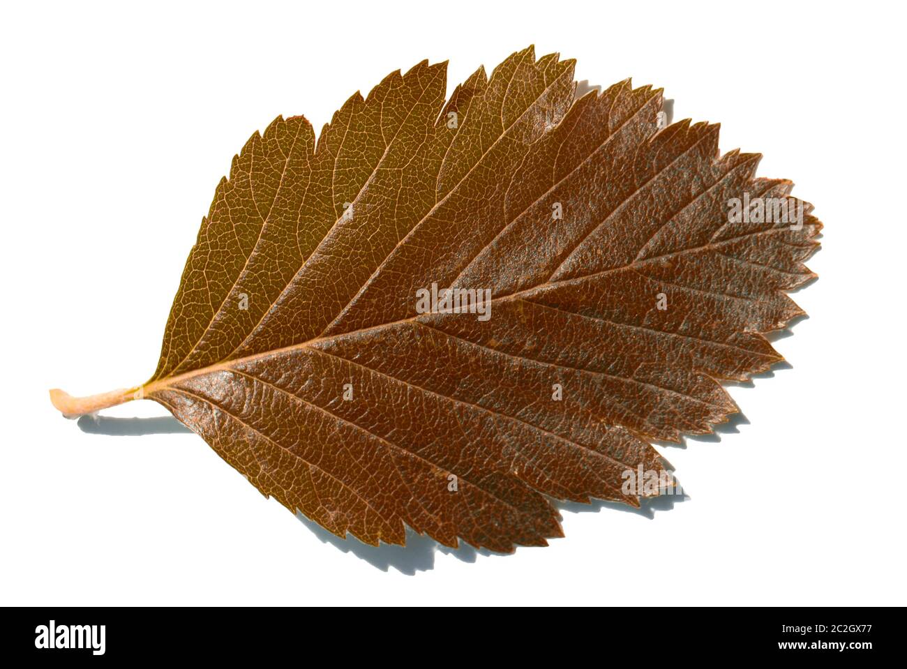 yellow mulberry leaf isolated on white background Stock Photo - Alamy