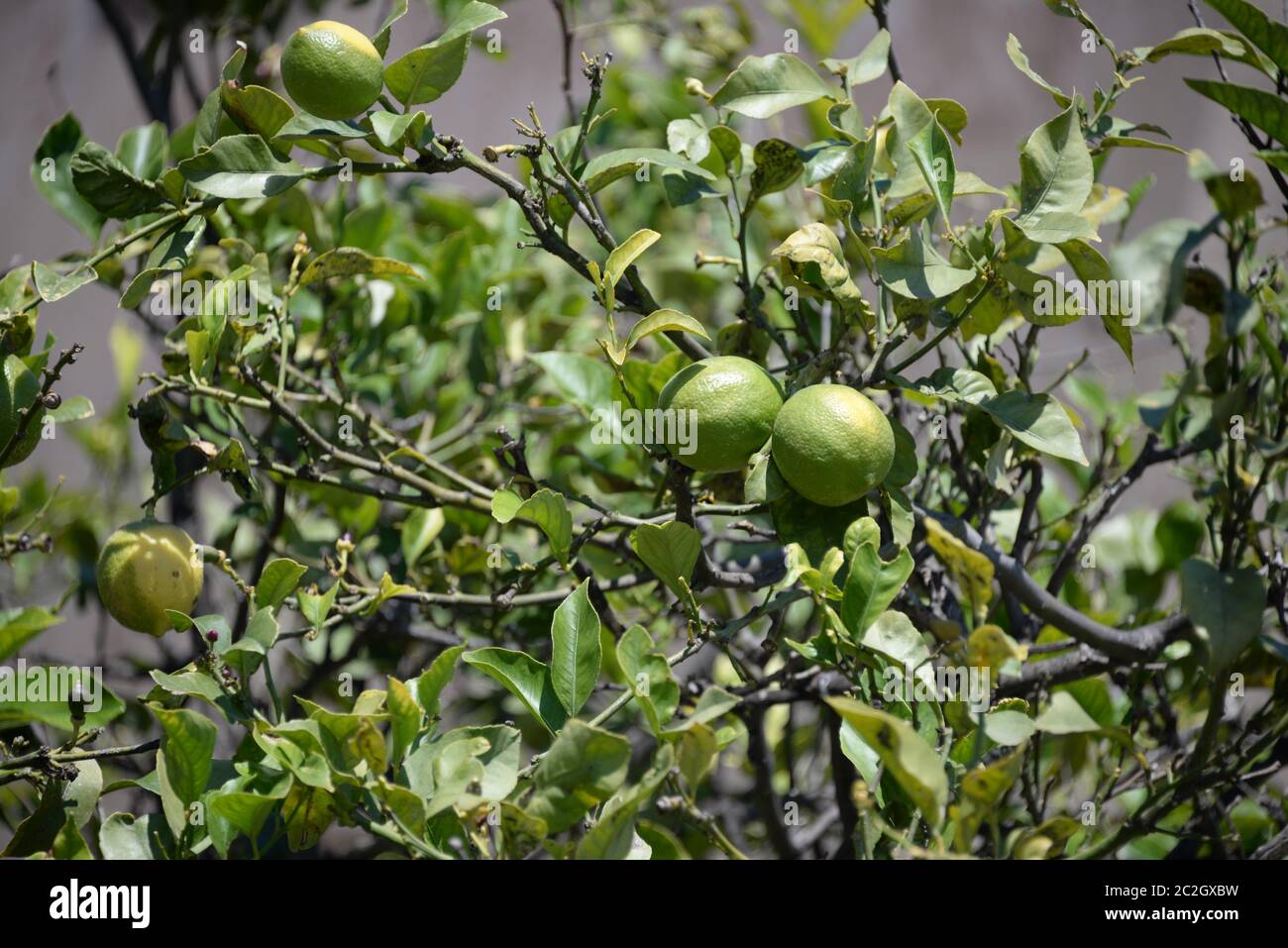 yellow lemons at the lemon tree, Province of Alicante, Costa Blanca ...