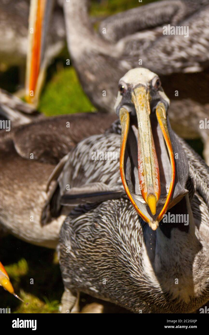 Pet pelican wild bird hi-res stock photography and images - Alamy