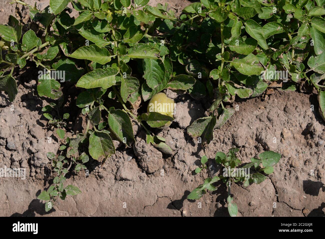 Lonely potato hi-res stock photography and images - Alamy