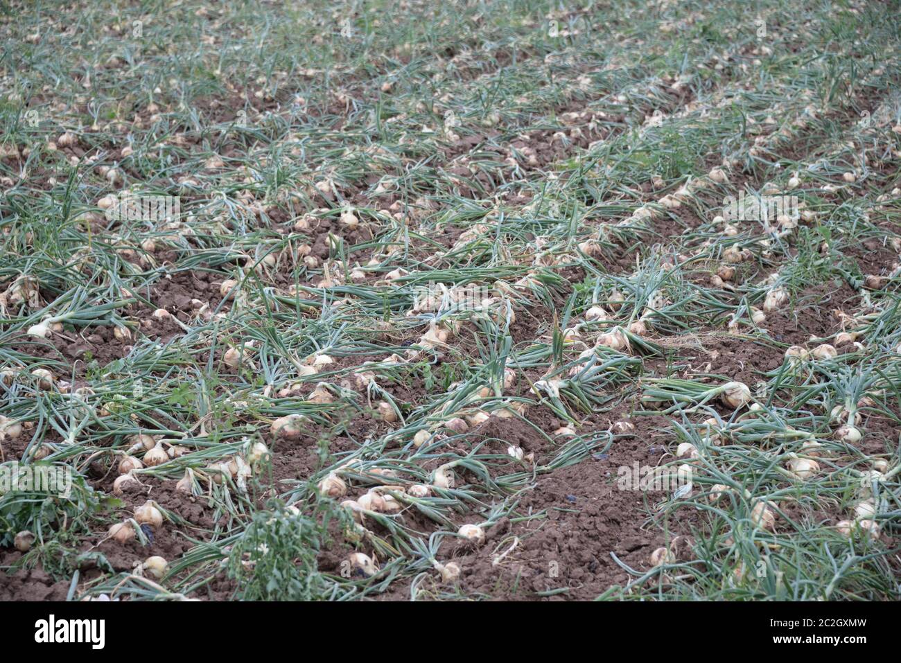 Onions in field harvest hi-res stock photography and images - Alamy