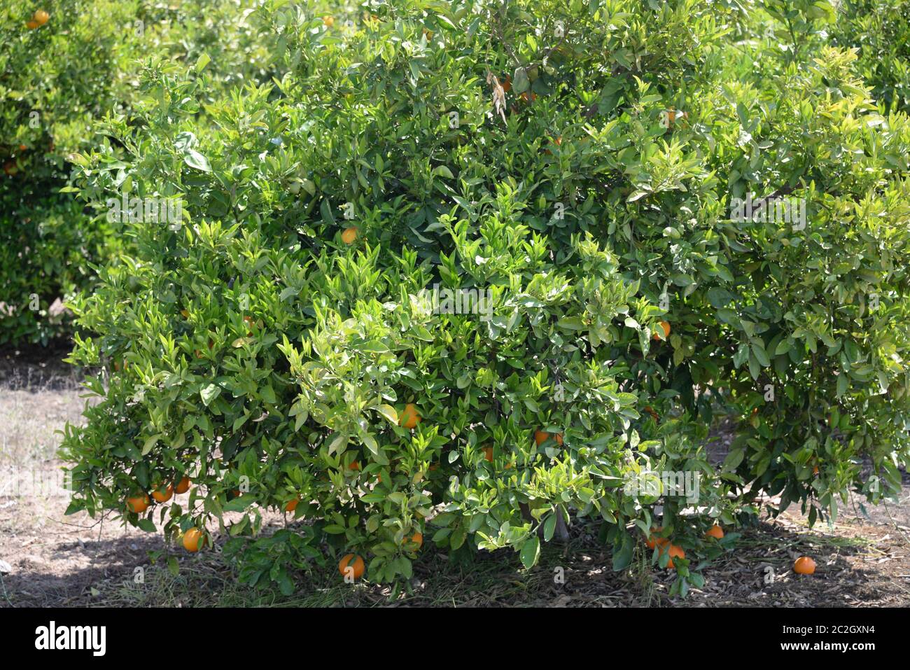Valencia orange tree hi-res stock photography and images - Alamy