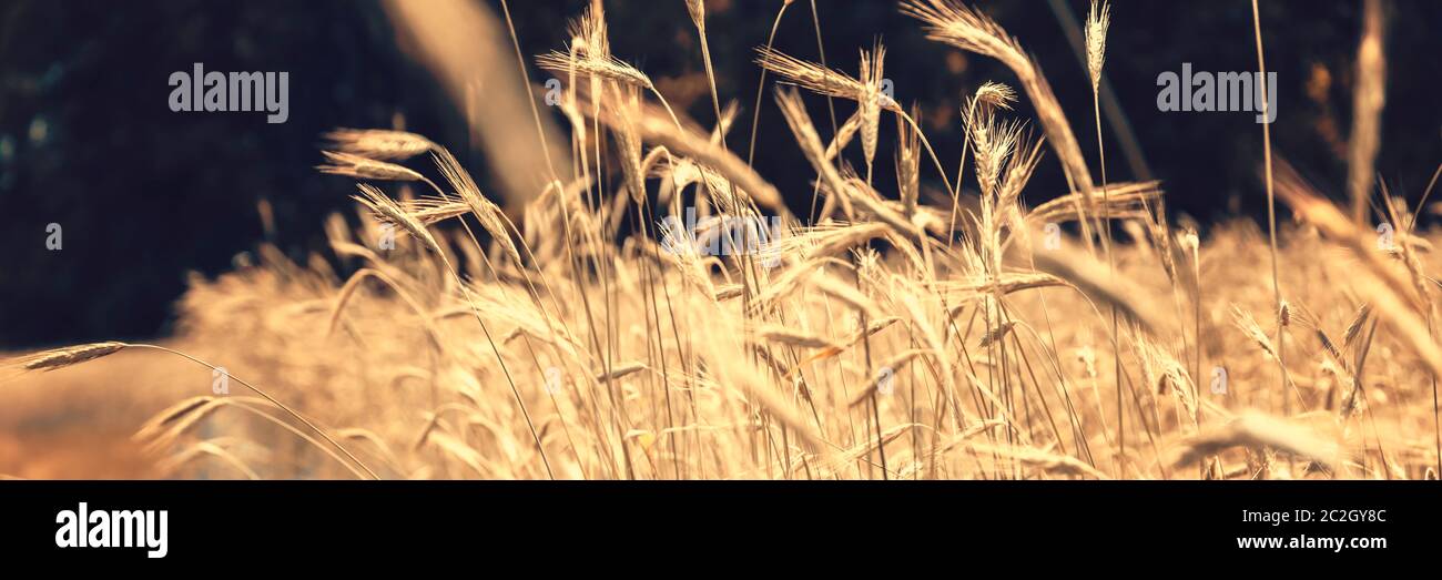 Sunny golden wheat field Stock Photo - Alamy
