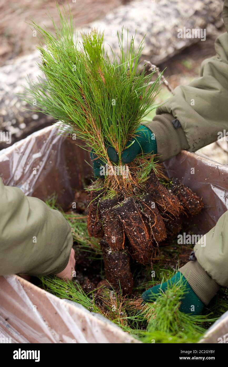Tree planting in fire-ravaged Texas park - Texas A&M University ...