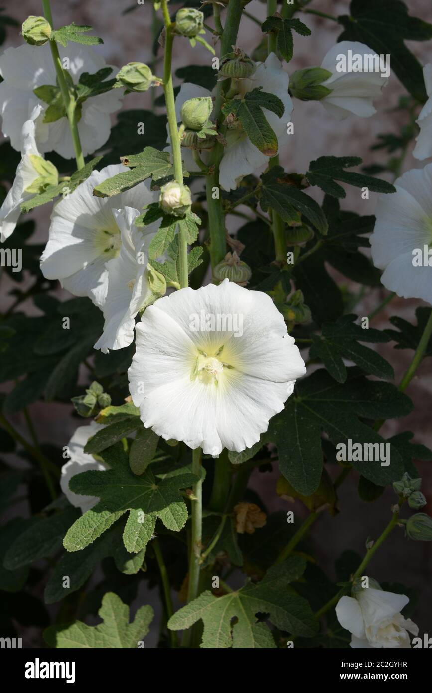 Mallows hi-res stock photography and images - Alamy