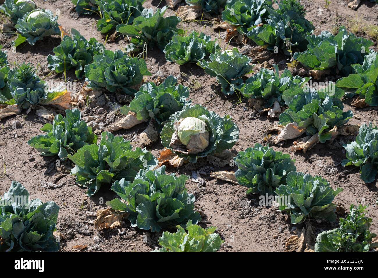 Cabbages on the field in the province of Valencia, Spain Stock Photo ...