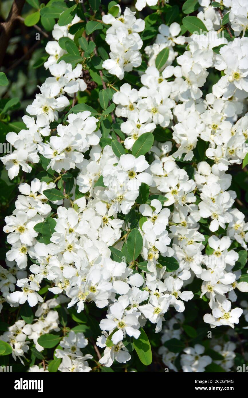 Pearl Bush High Resolution Stock Photography and Images - Alamy