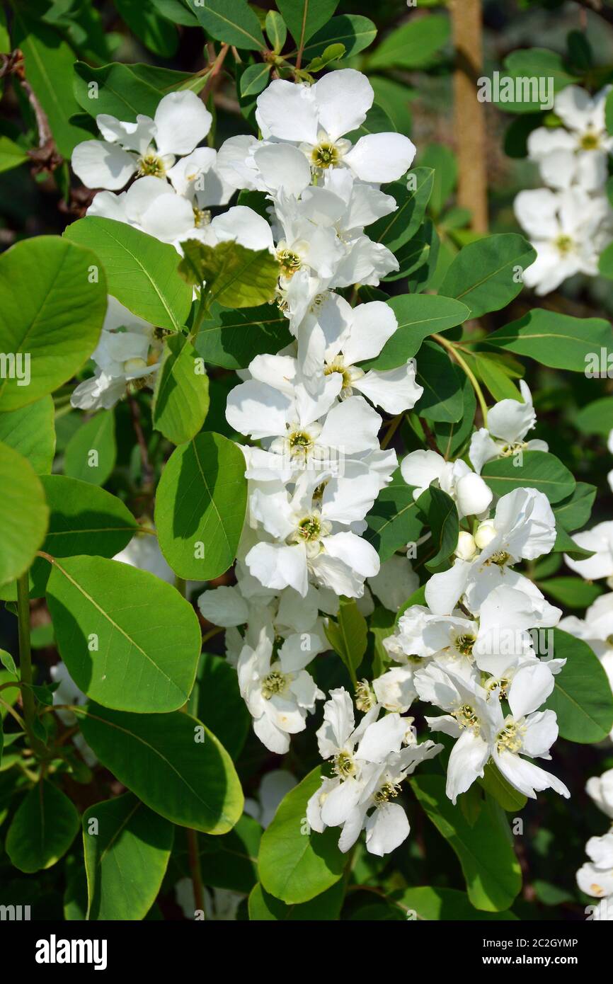 Pearl bush hi-res stock photography and images - Alamy