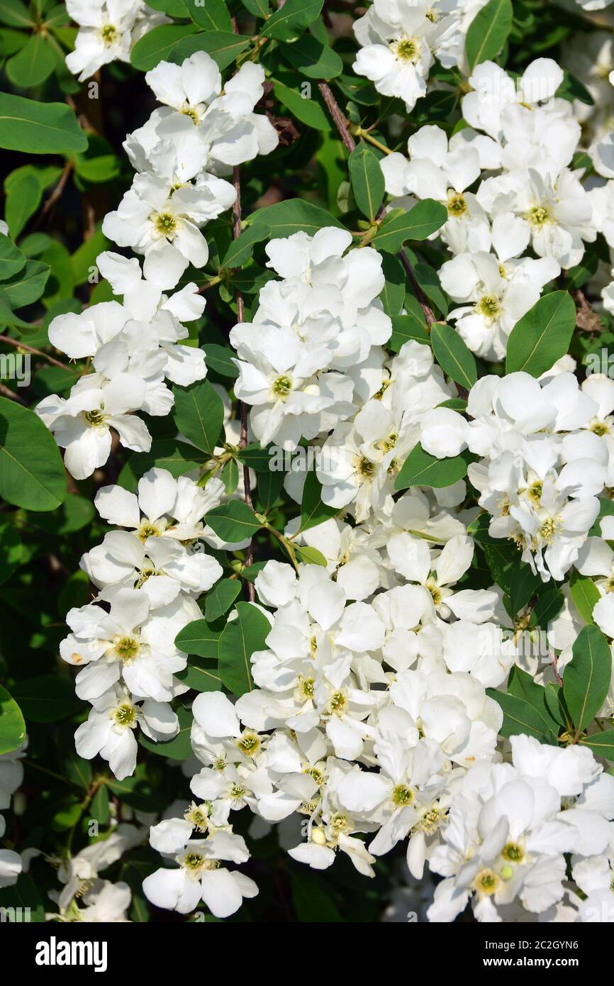 pearl bush, or pearlbush, Exochorda sp., gyöngycserje Stock Photo - Alamy