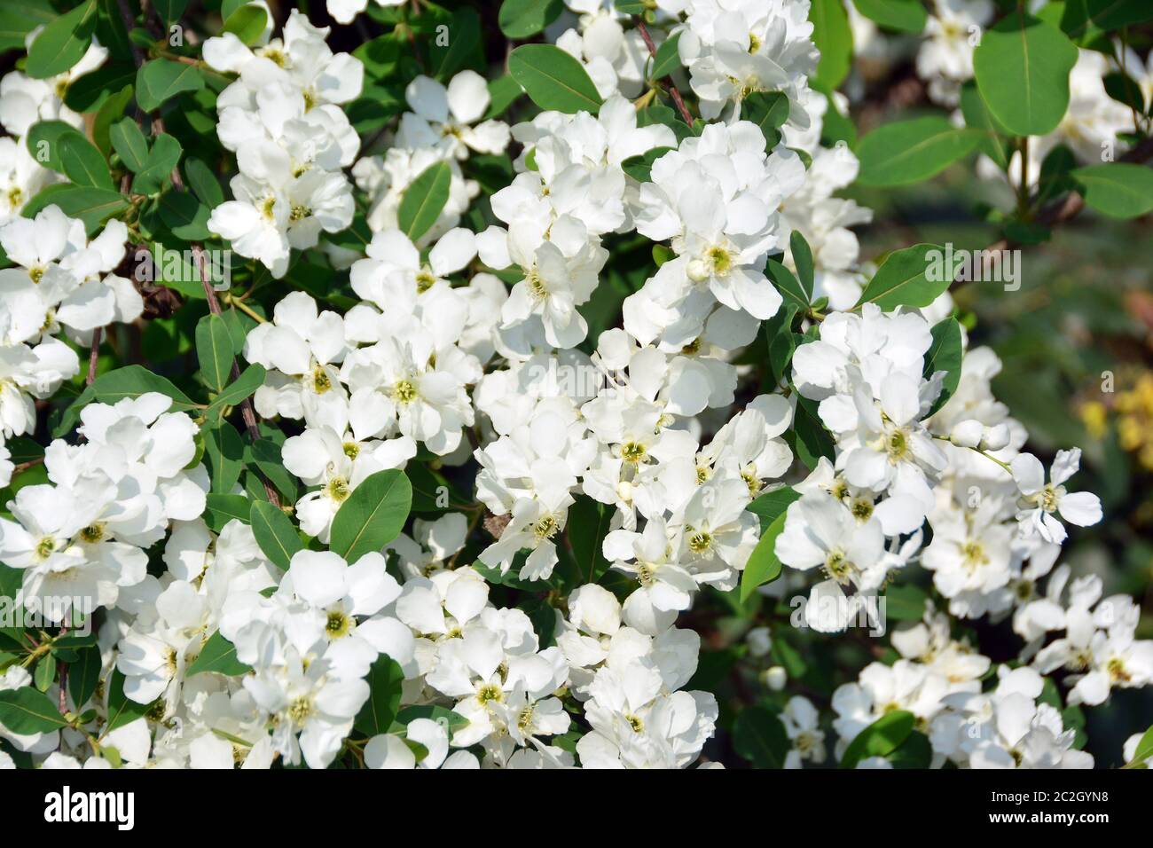 Pearl bush hi-res stock photography and images - Alamy