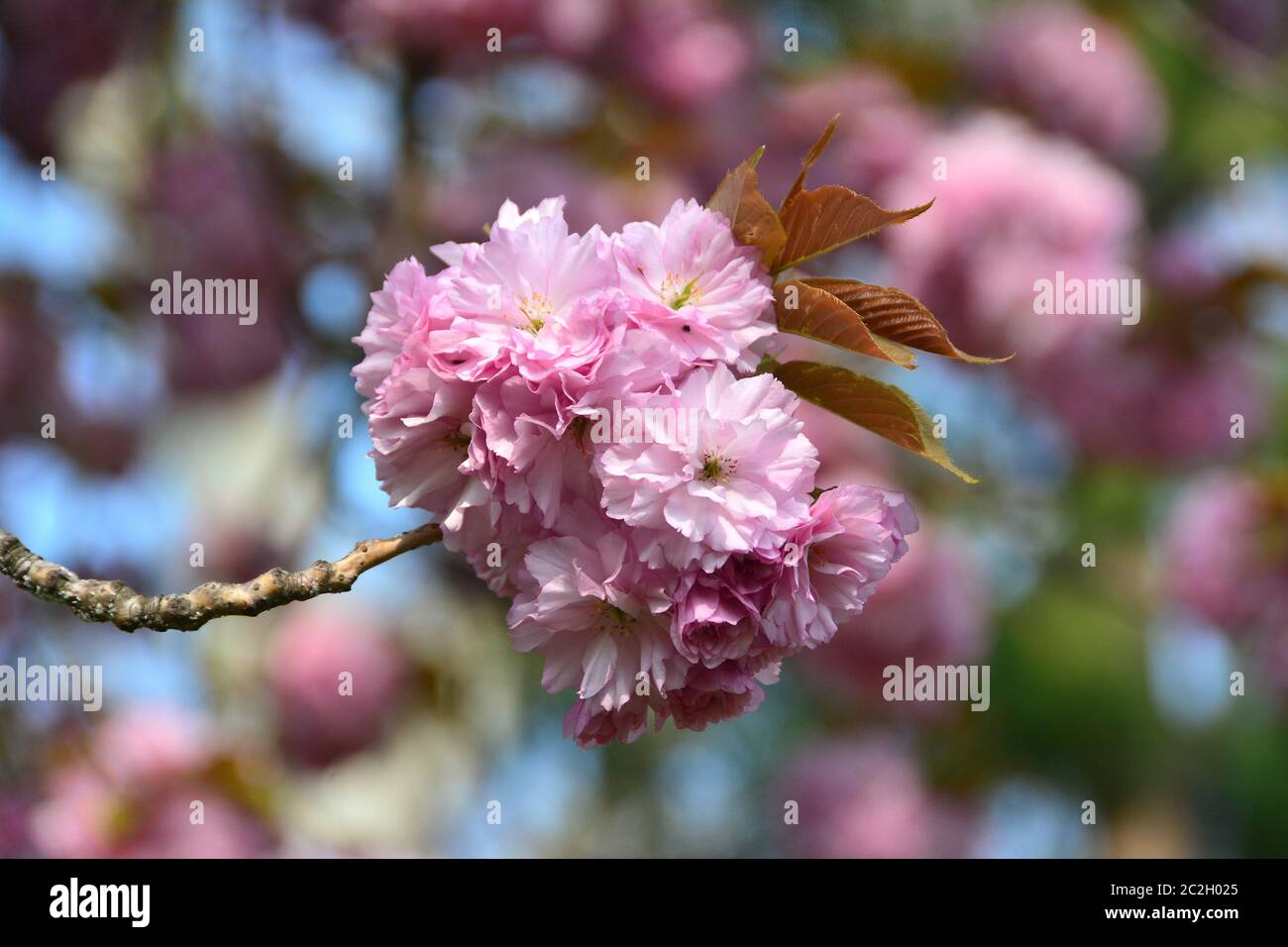 Japanese cherry, hill cherry, oriental cherry, East Asian cherry ...