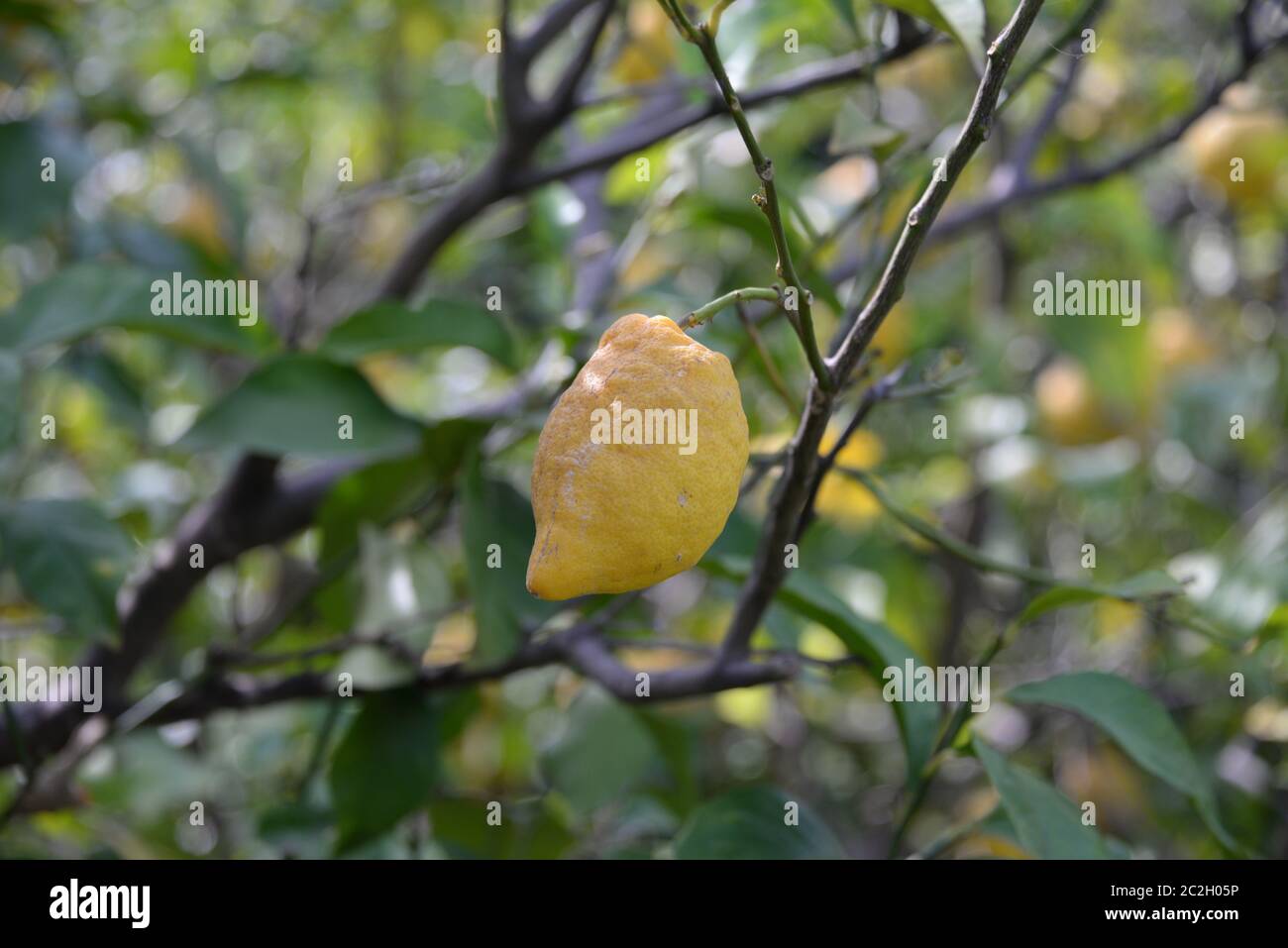 yellow lemons at the lemon tree, Province of Alicante, Costa Blanca ...