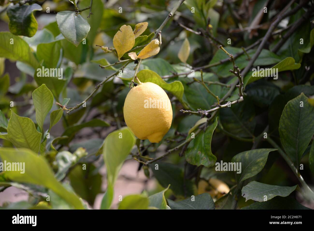 yellow lemons at the lemon tree, Province of Alicante, Costa Blanca ...
