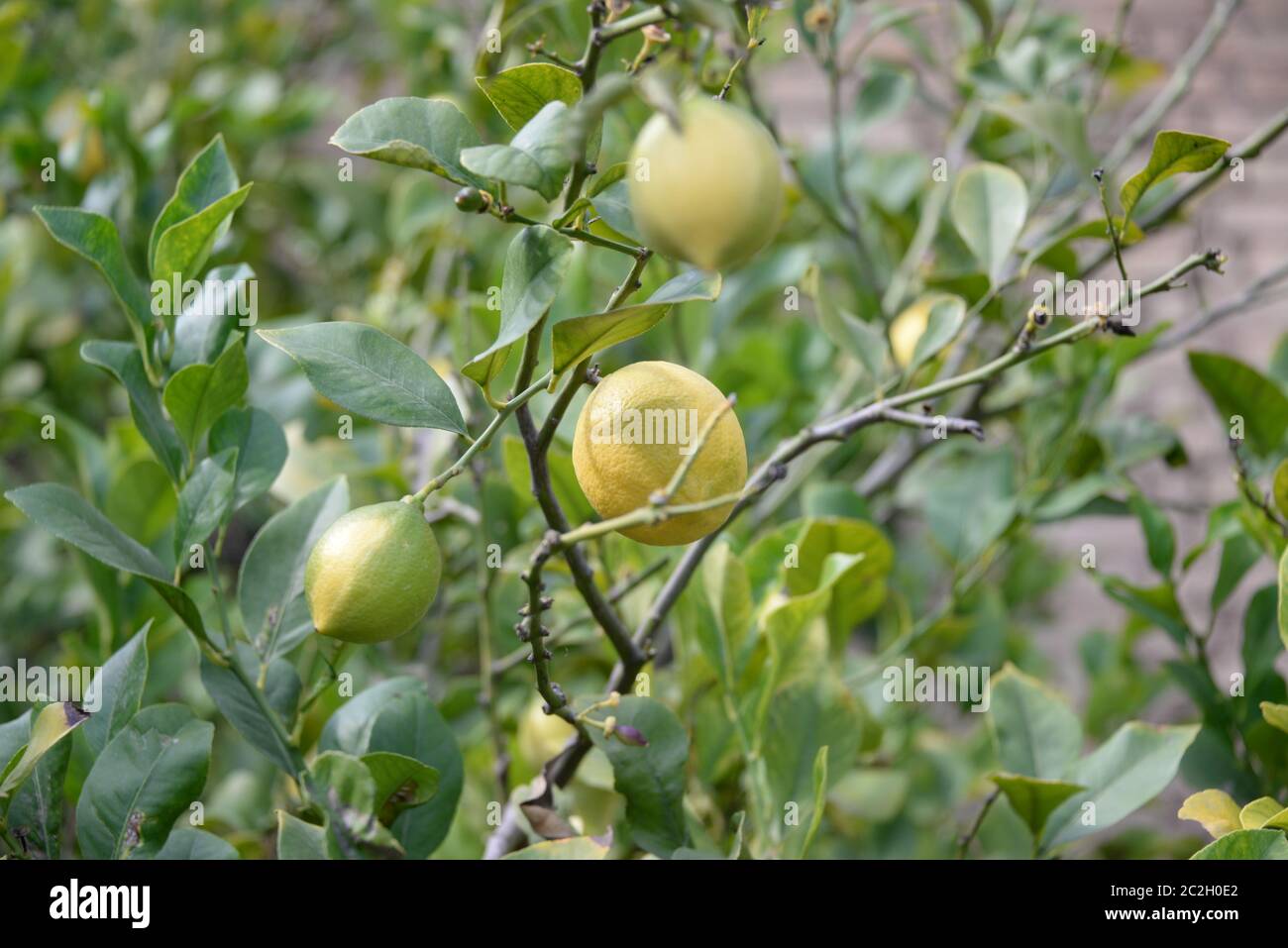 yellow lemons at the lemon tree, Province of Alicante, Costa Blanca ...
