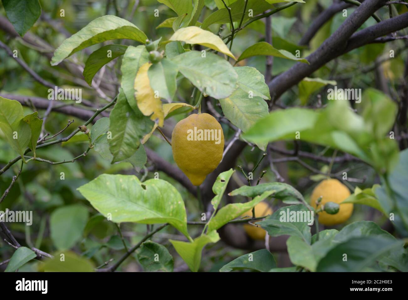 yellow lemons at the lemon tree, Province of Alicante, Costa Blanca ...