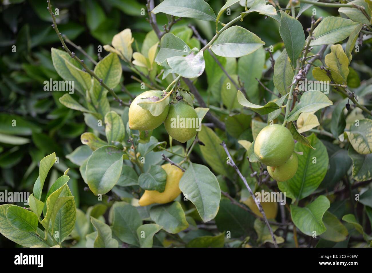 yellow lemons at the lemon tree, Province of Alicante, Costa Blanca ...