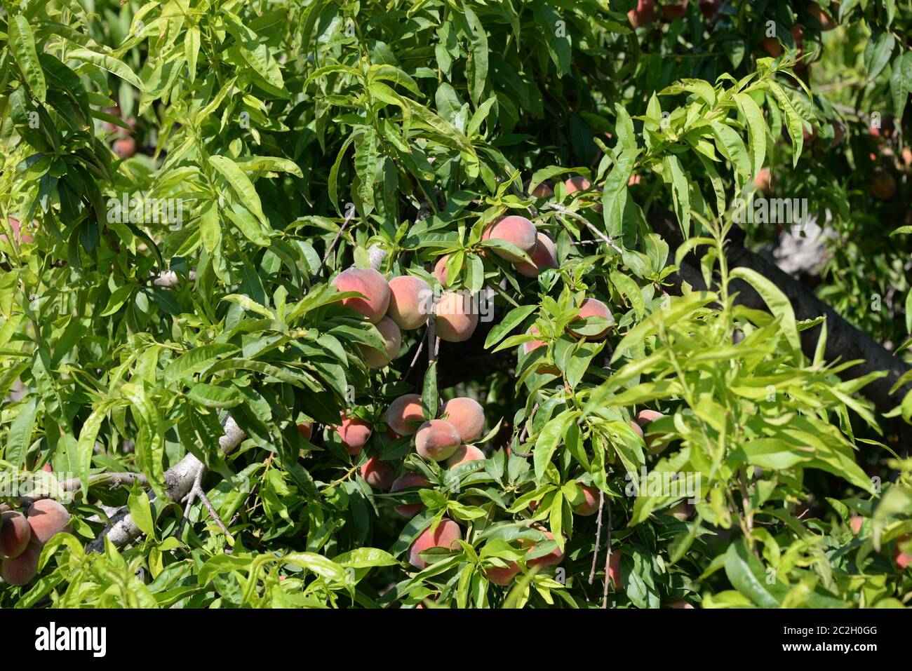 Peaches On The Tree High Resolution Stock Photography and Images - Alamy