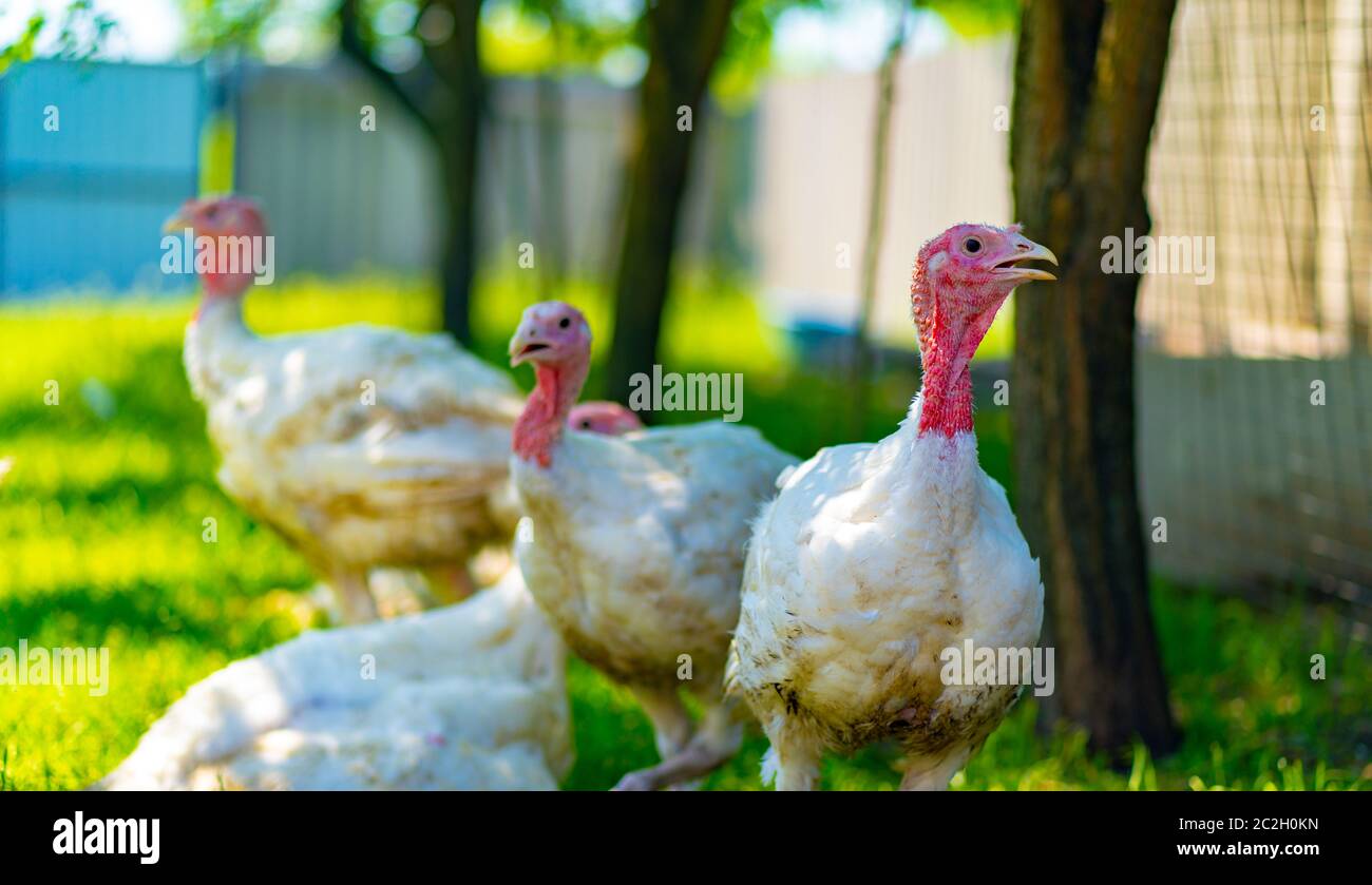 Breeding turkeys on a farm. White turkey portrait walking in paddock ...