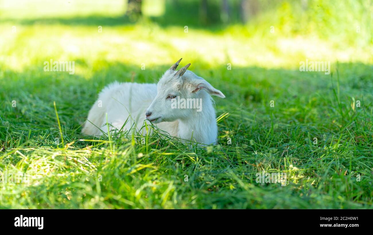Small goat hi-res stock photography and images - Alamy