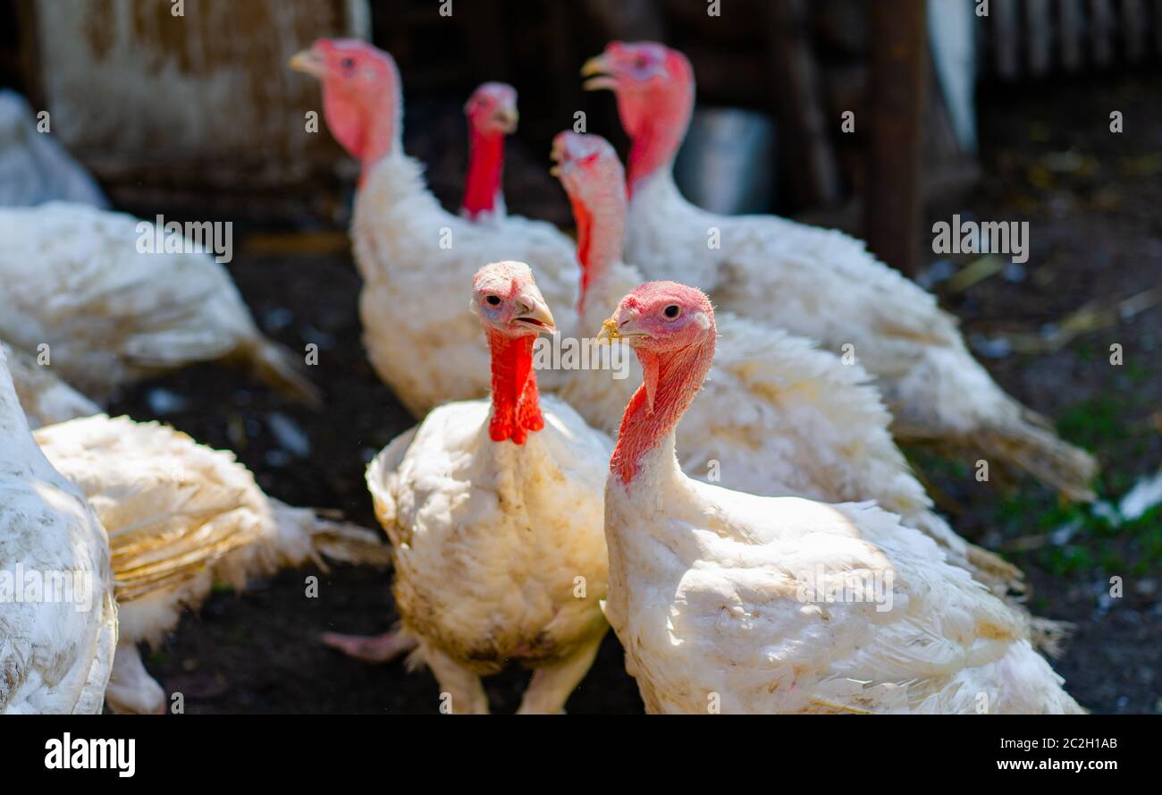 Breeding turkeys on a farm. White turkey portrait walking in paddock ...