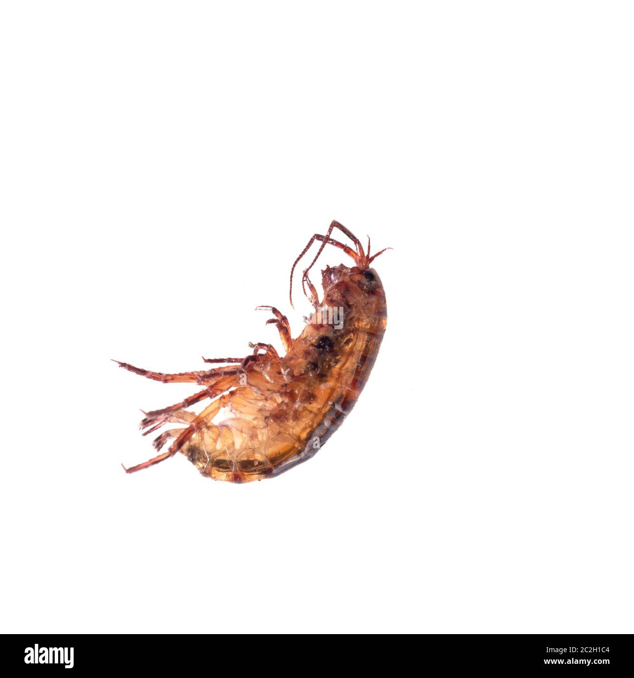 Land hopper crustacean hi-res stock photography and images - Alamy