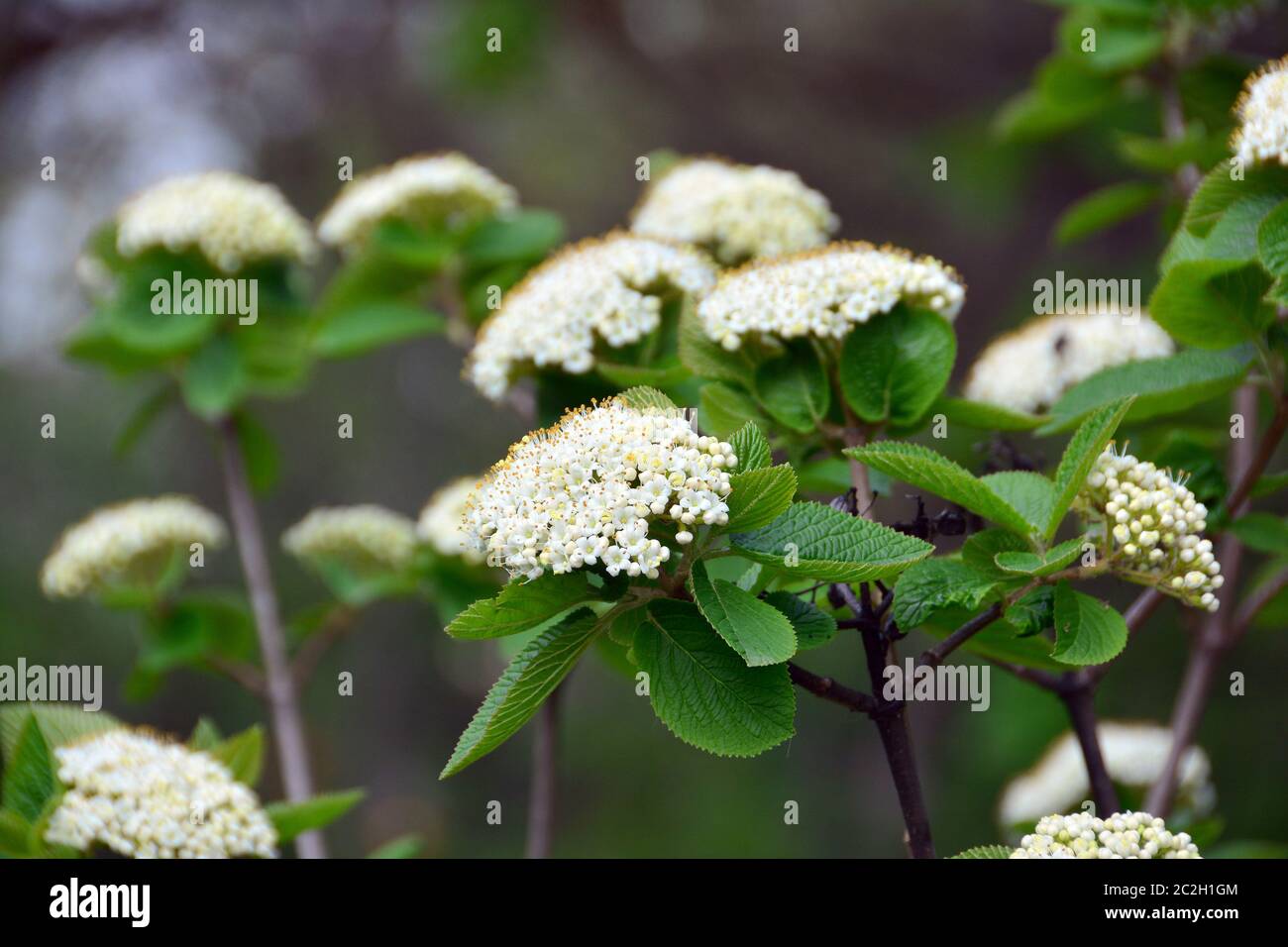 wayfarer or wayfaring tree, Wolliger Schneeball, Viburnum lantana ...