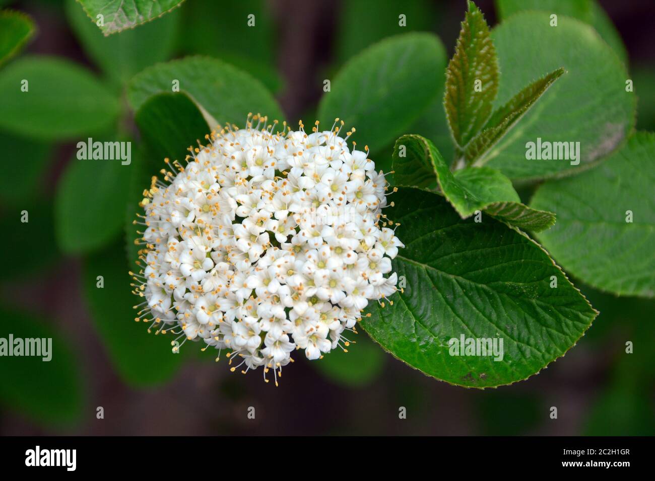 wayfarer or wayfaring tree, Wolliger Schneeball, Viburnum lantana ...