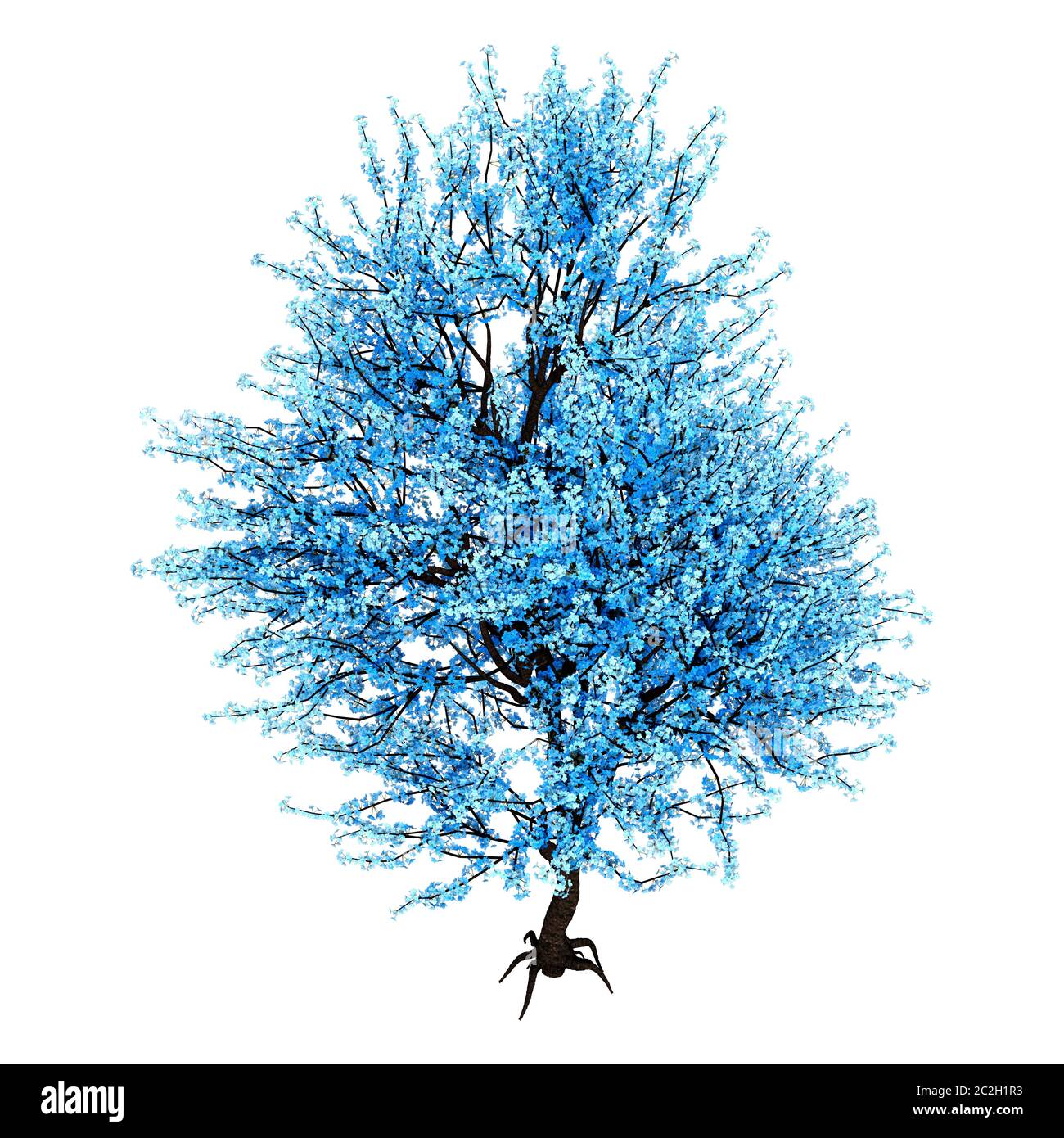 3D rendering of a blue blooming sakura tree isolated on white ...