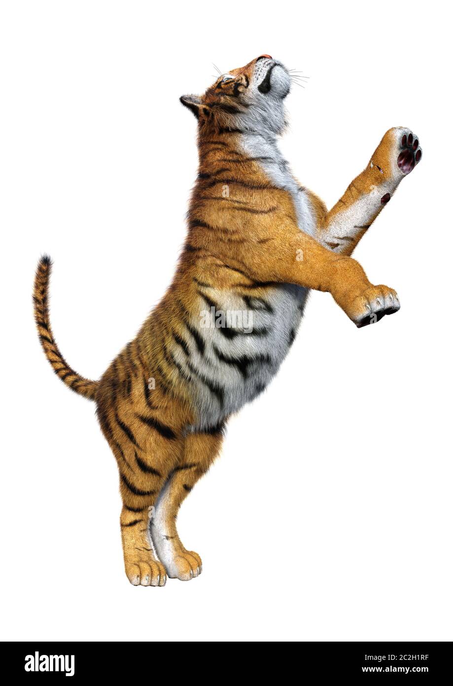 3D rendering of a big cat tiger isolated on white background Stock ...