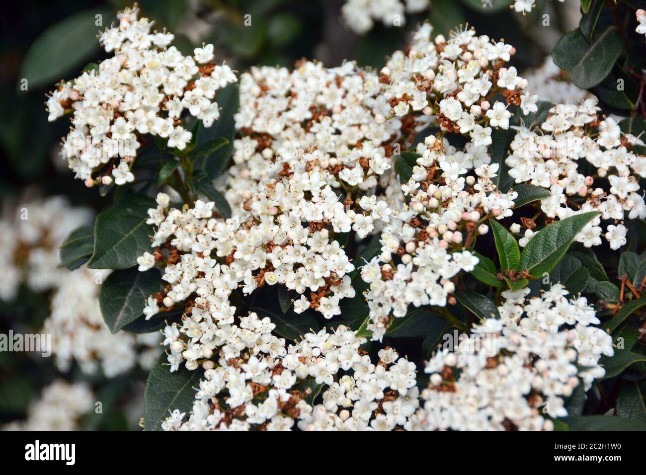 Laurustinus hi-res stock photography and images - Alamy