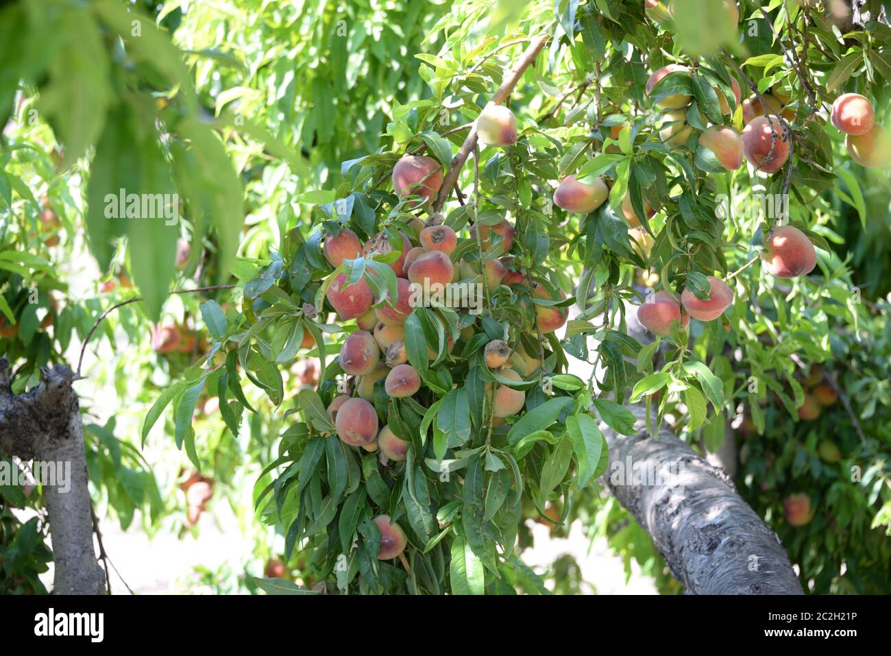 Peaches On The Tree High Resolution Stock Photography and Images - Alamy