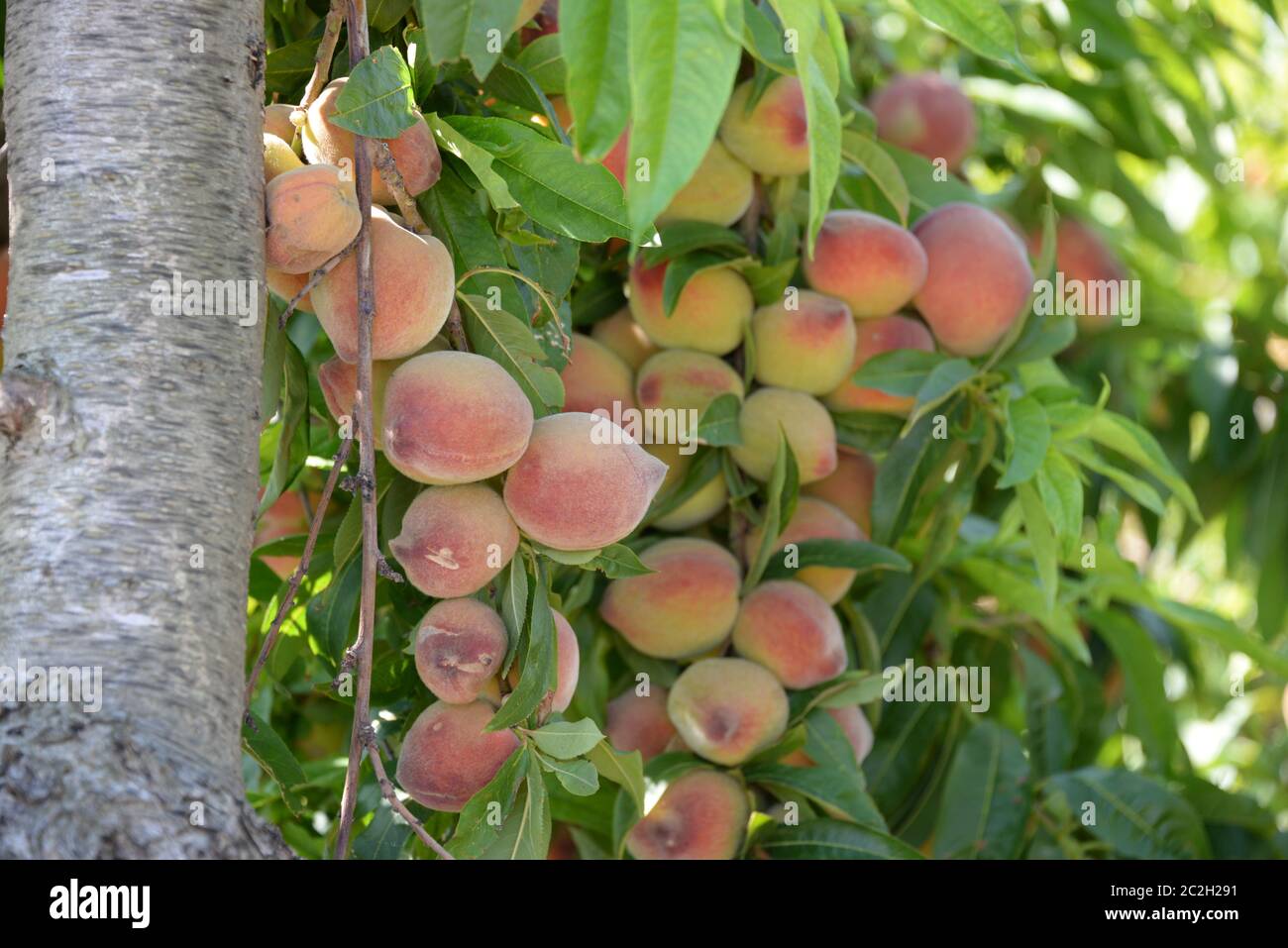 Peaches on the tree in the province of Valencia, Spain Stock Photo - Alamy