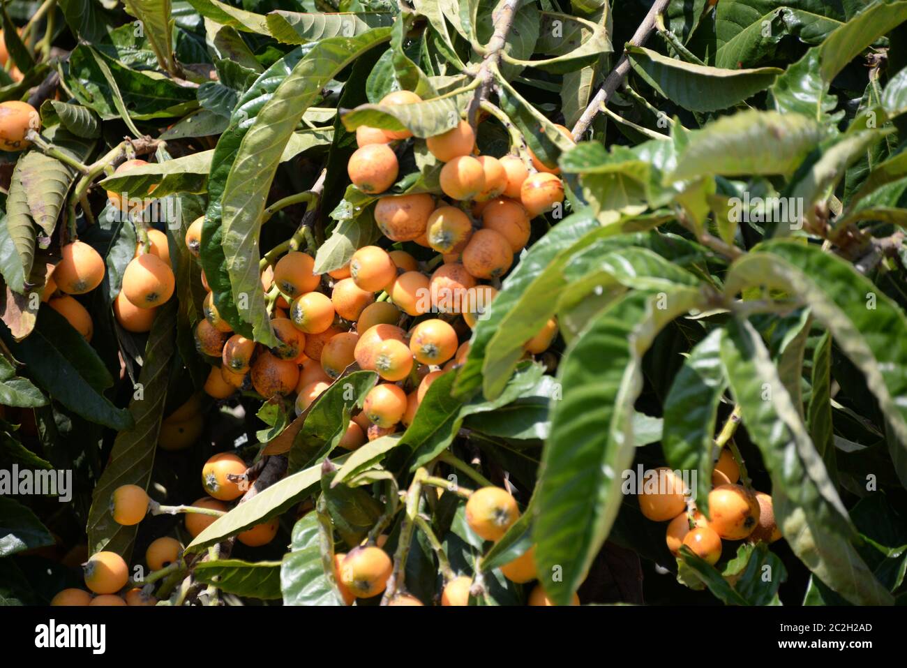 yellow medlars on tree in the province of Valencia, Spain Stock Photo ...