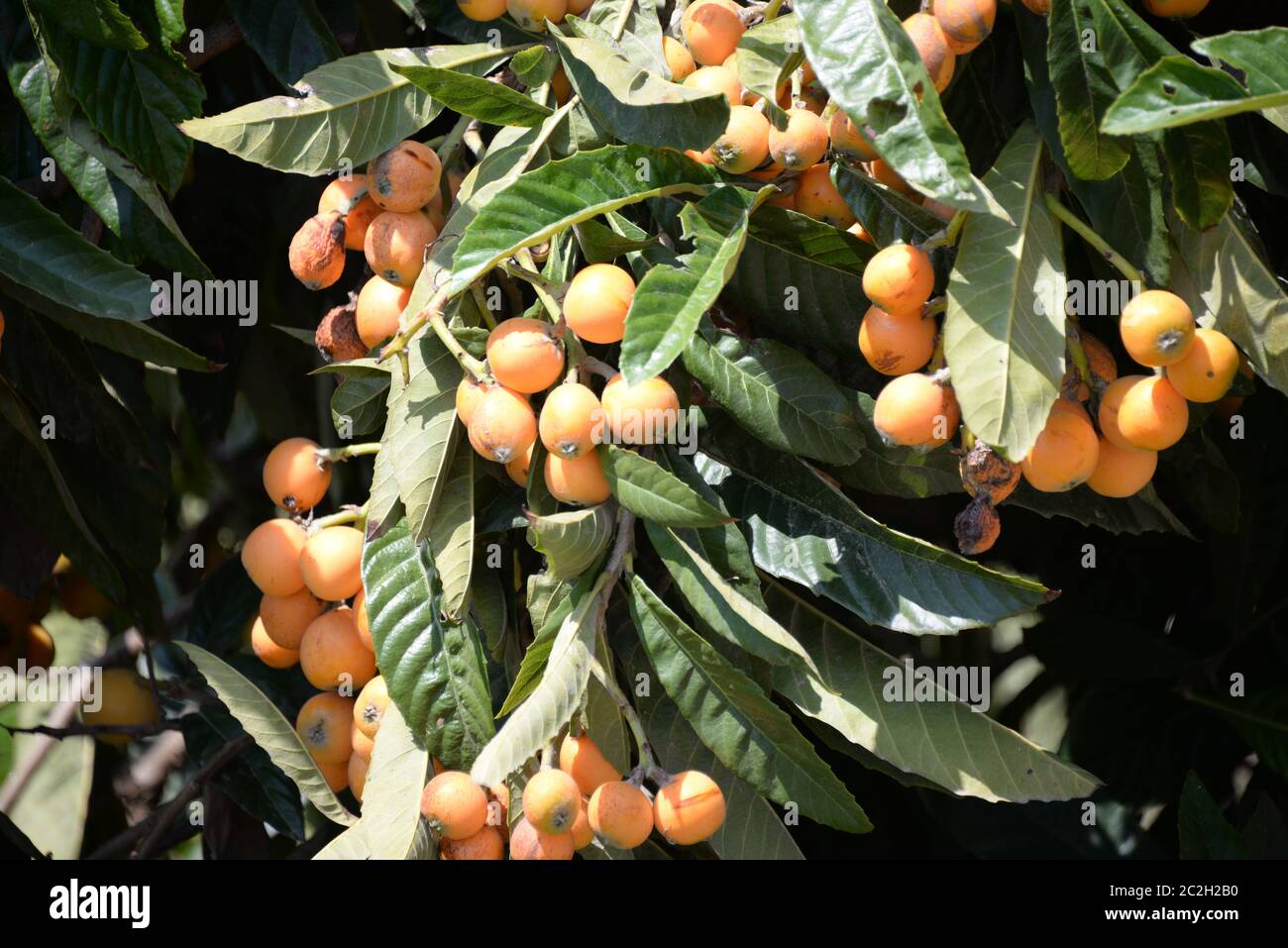 yellow medlars on tree in the province of Valencia, Spain Stock Photo ...