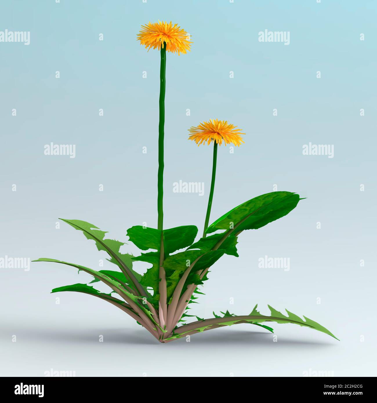 3D rendering of dandelion flowers on light blue background Stock Photo ...