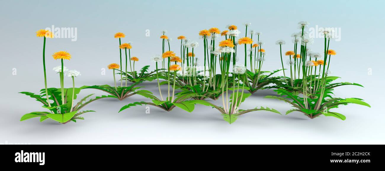 3D rendering of dandelion flowers on light blue background Stock Photo ...