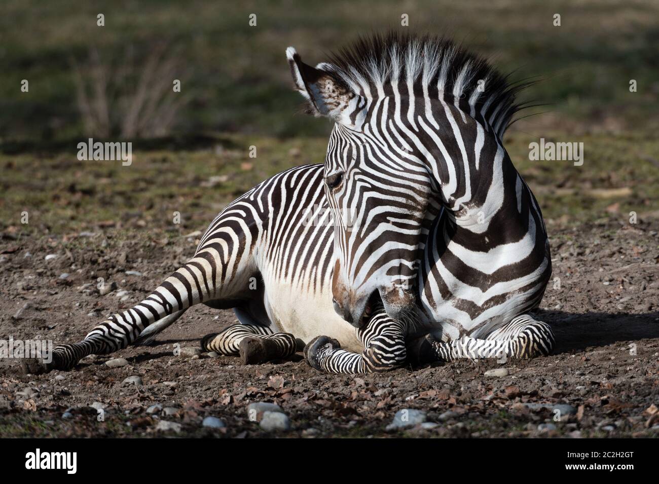 Zebra camouflage hi-res stock photography and images - Alamy