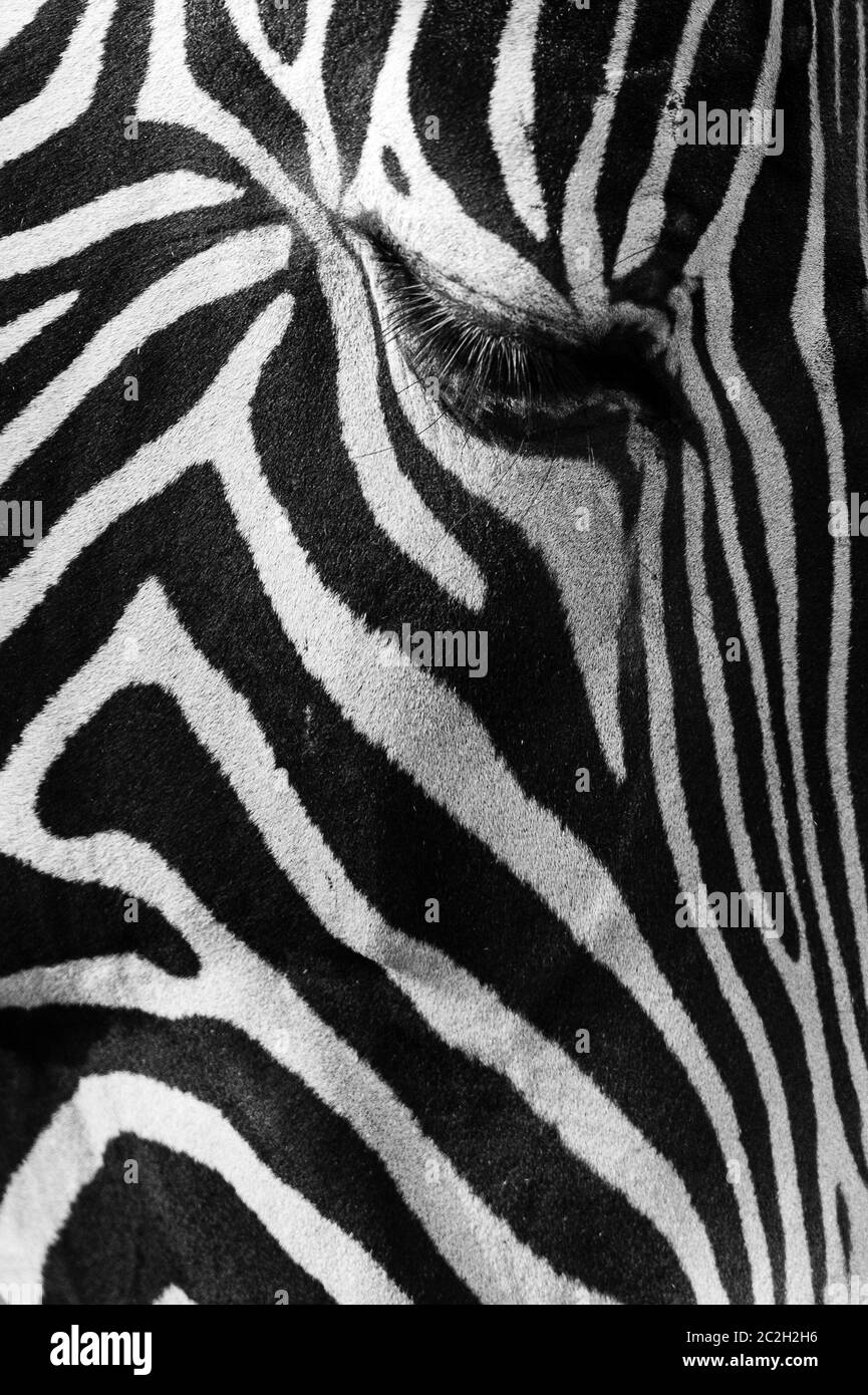 Details of a zebra head Stock Photo - Alamy