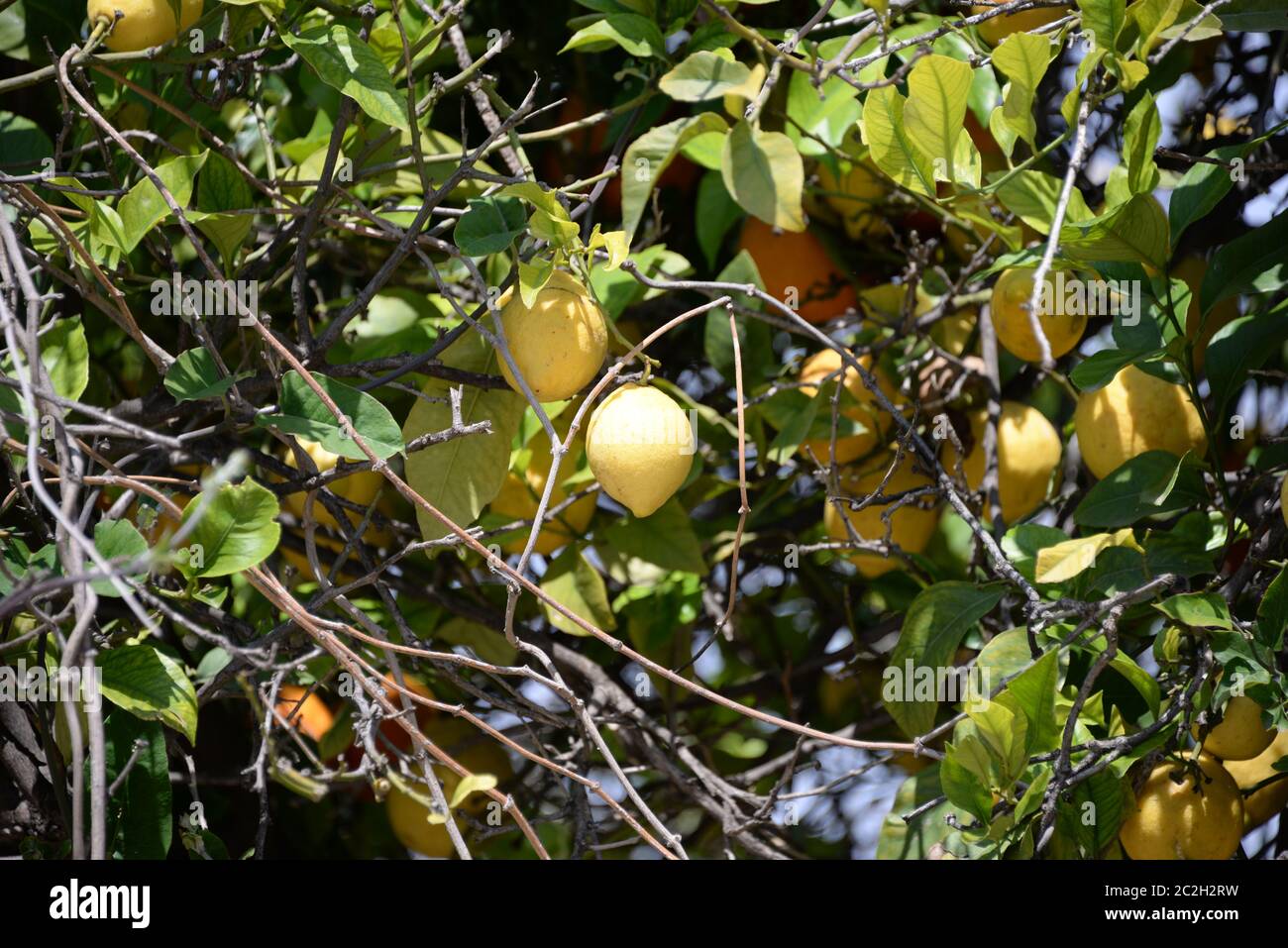 yellow lemons at the lemon tree, Province of Alicante, Costa Blanca ...
