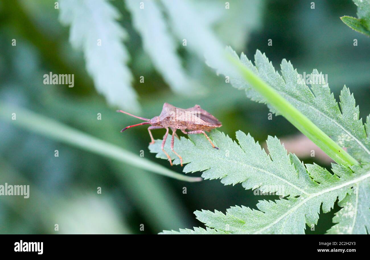 macro of a bug on a plant Stock Photo - Alamy
