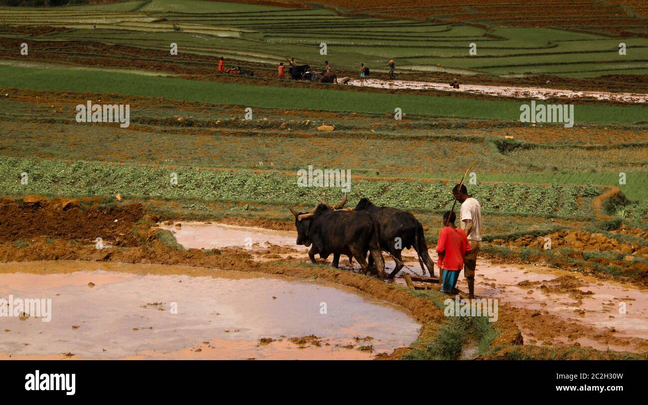 Landscape with the ploughing farmers and zebu at the rice fields and ...