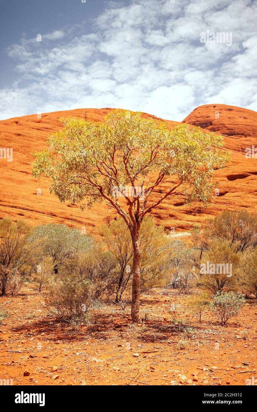 tree of the Australia outback Stock Photo - Alamy