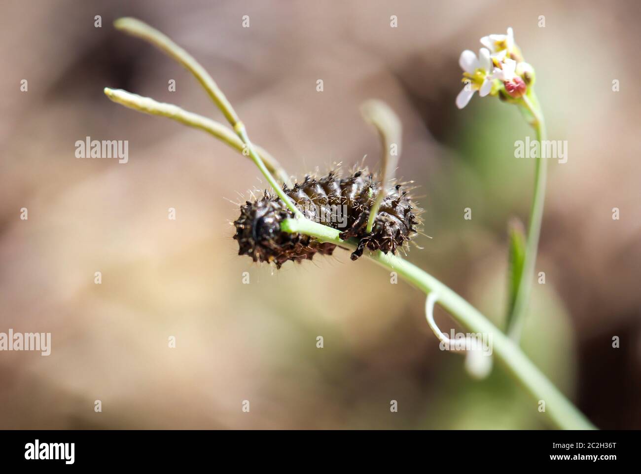 larva of a ladybird, a blue louse Stock Photo - Alamy